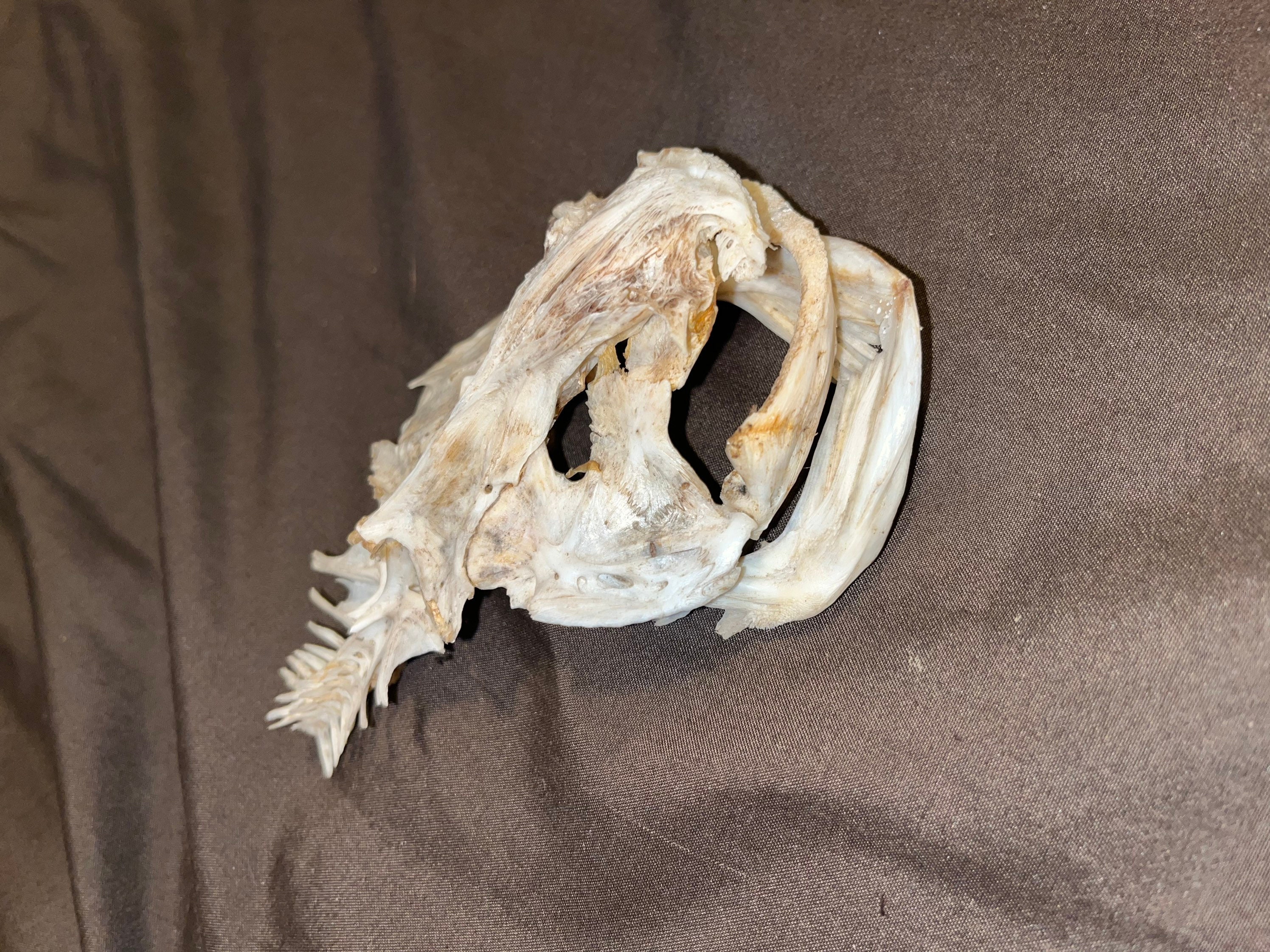 Hardhead Catfish Skull