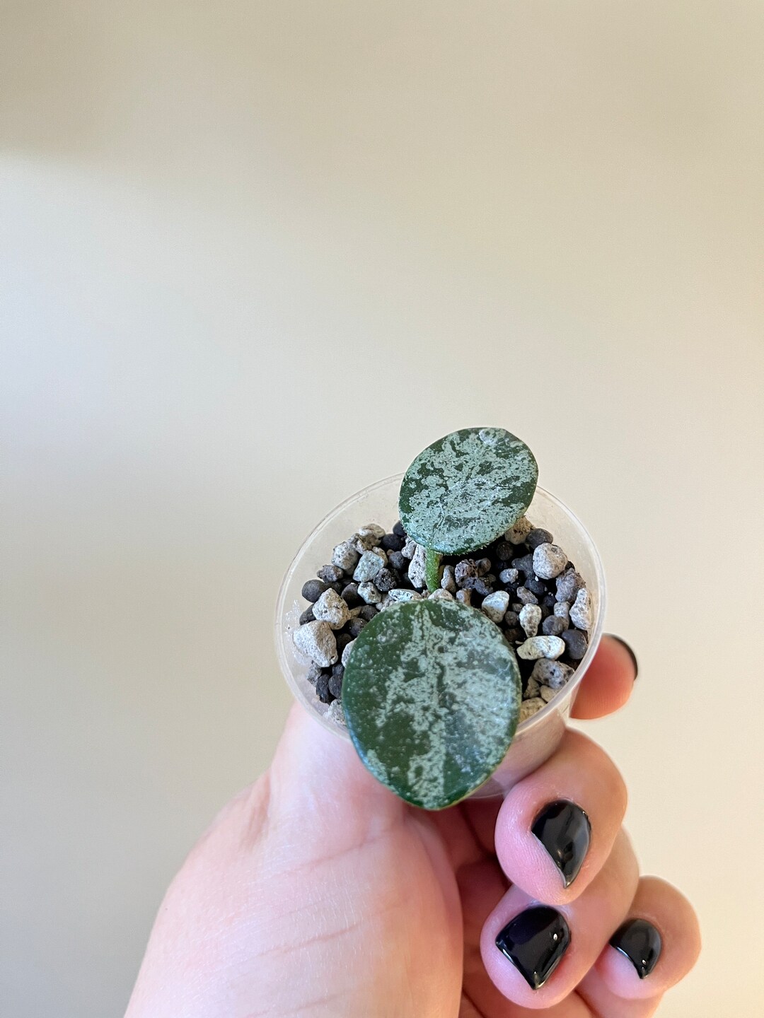 Hoya Mathilde Splash. Unrooted Cutting in Pon / Fluval Mix. Houseplant ...