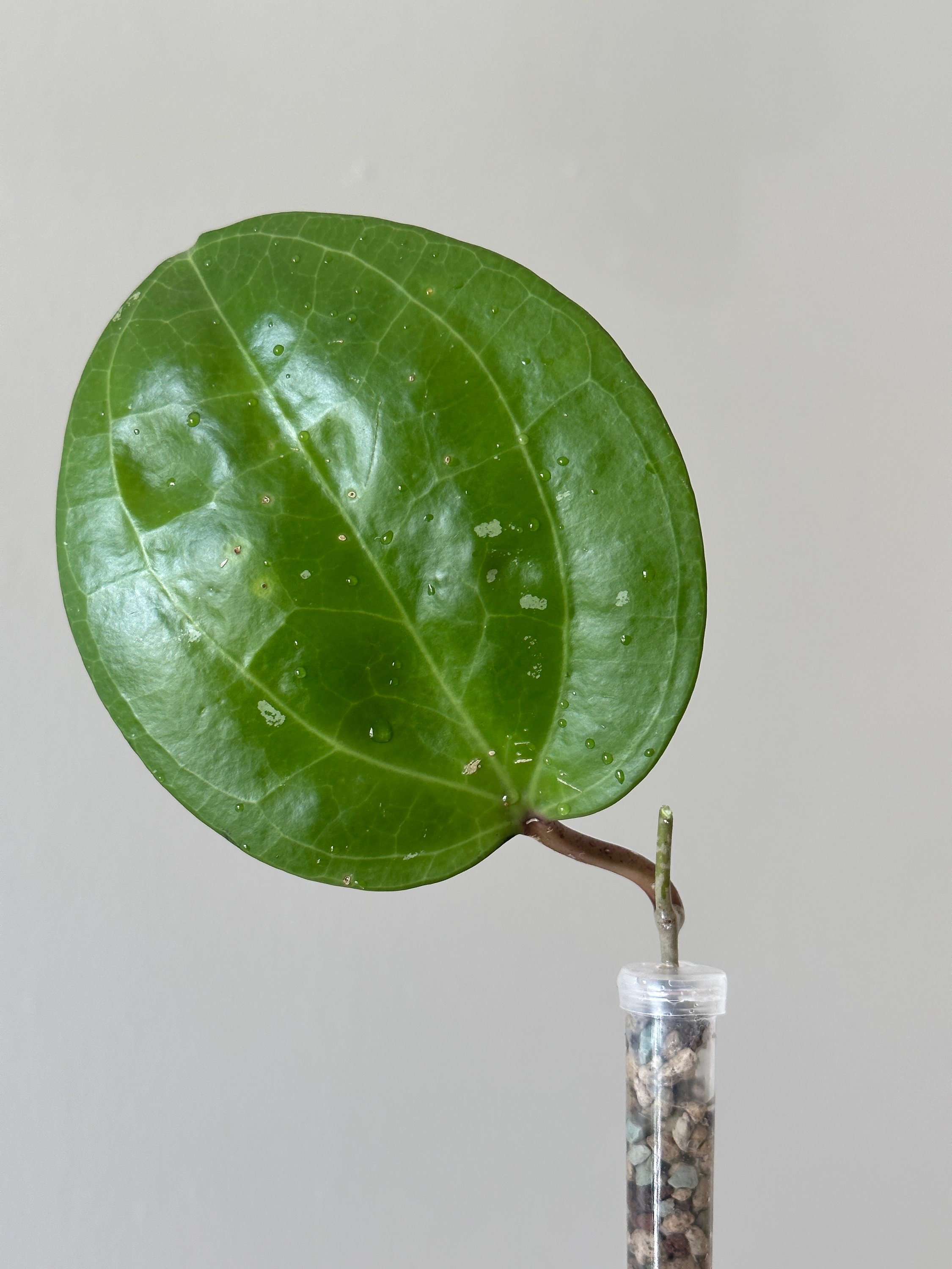Hoya Latifolia Sarawak. Large Leaf Hoya. Hoya Cutting in Pon. Blooming ...