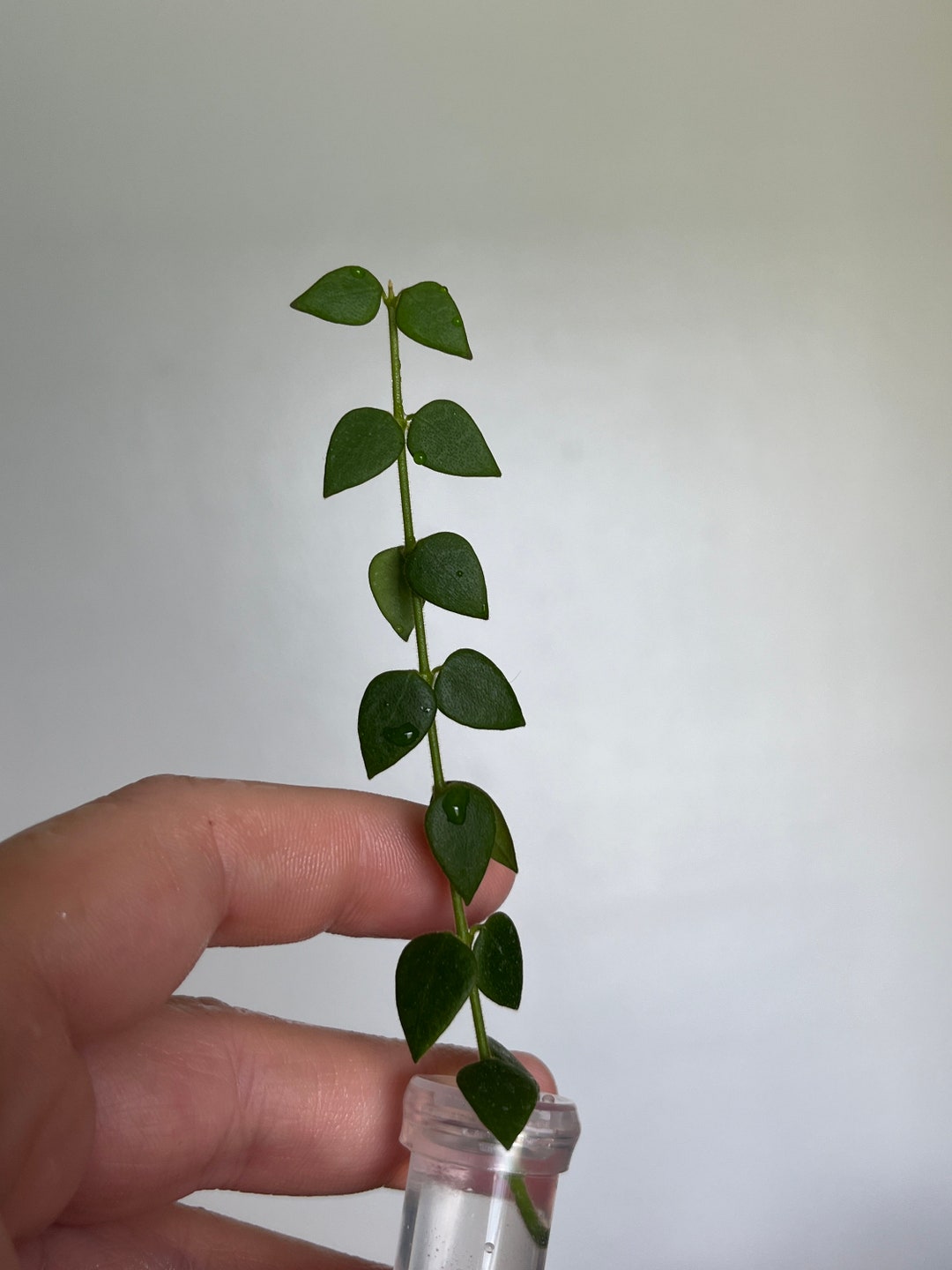 Hoya Chinghungensis. Large Lightly Rooted Cutting in Water. Rare Hoya ...