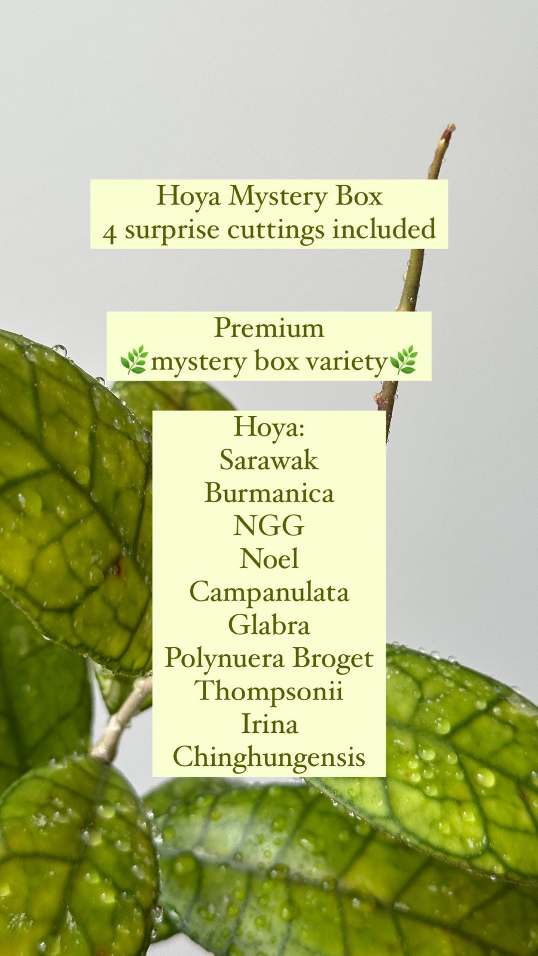 Hoya Mystery Box 4 Surprise Premium Hoya Cuttings in Pon / Fluval Mix ...