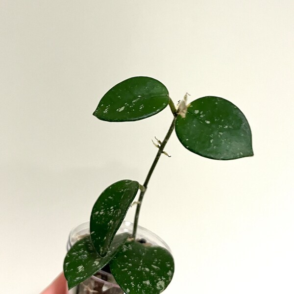 Hoya Mathilde - Etsy