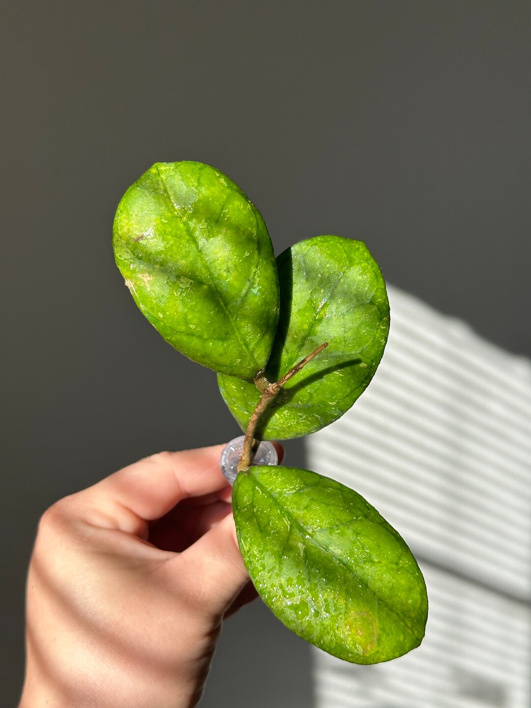 Hoya Irina. Large Hoya Cutting. Rare. Houseplant. Blooming Plant - Etsy