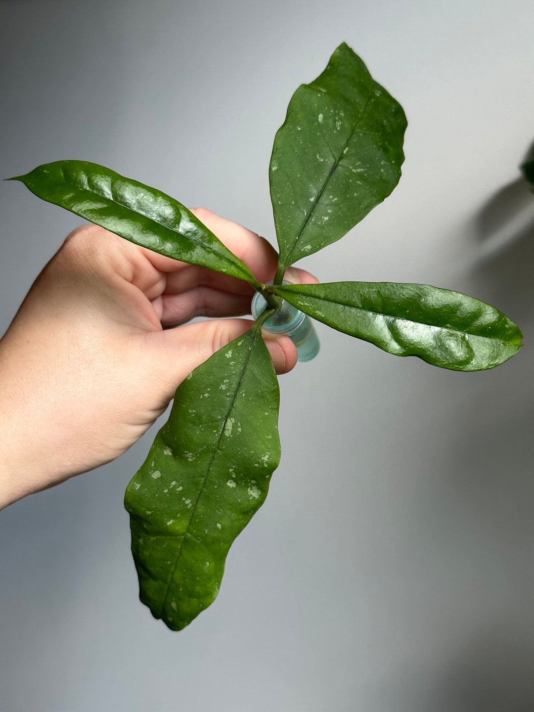 Hoya Multiflora With Some Splash. Multiflora Cutting. Rooted - Etsy