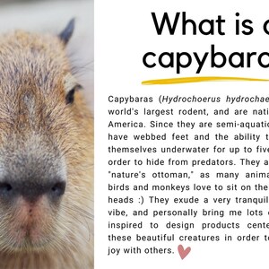 Capybara Sticky Notes Capybara Post-it® Note Pad Kawaii Capybara Note ...