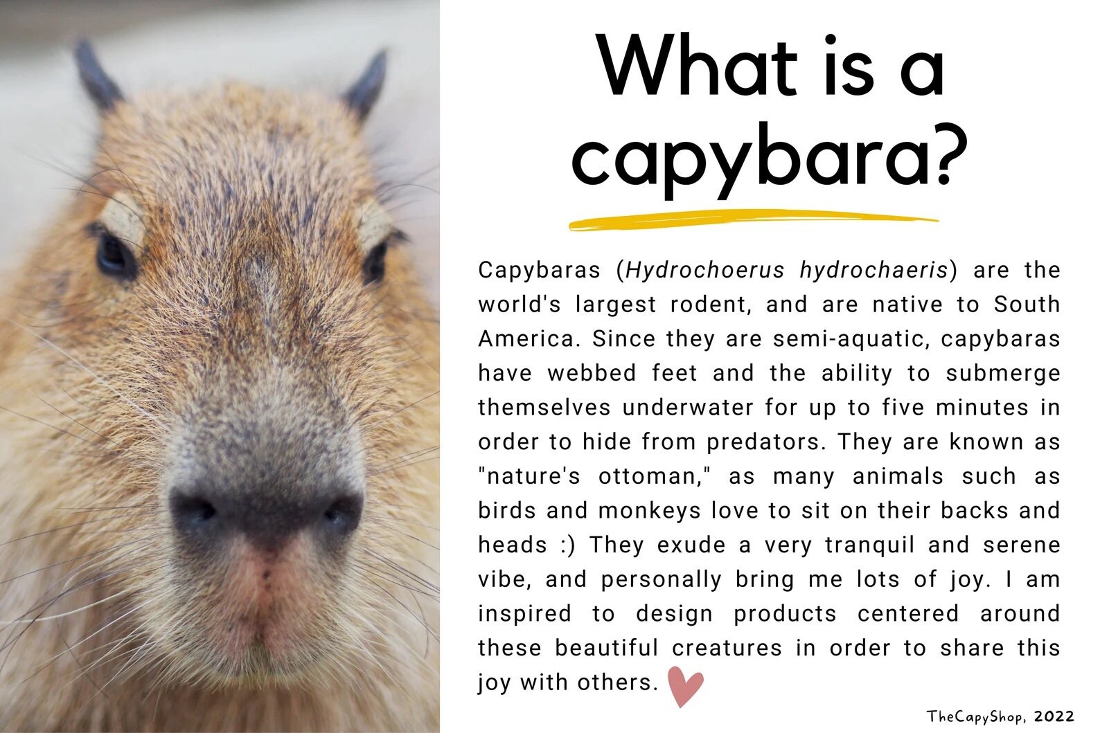 Capybara Sticky Notes Capybara Post-it® Note Pad Kawaii - Etsy