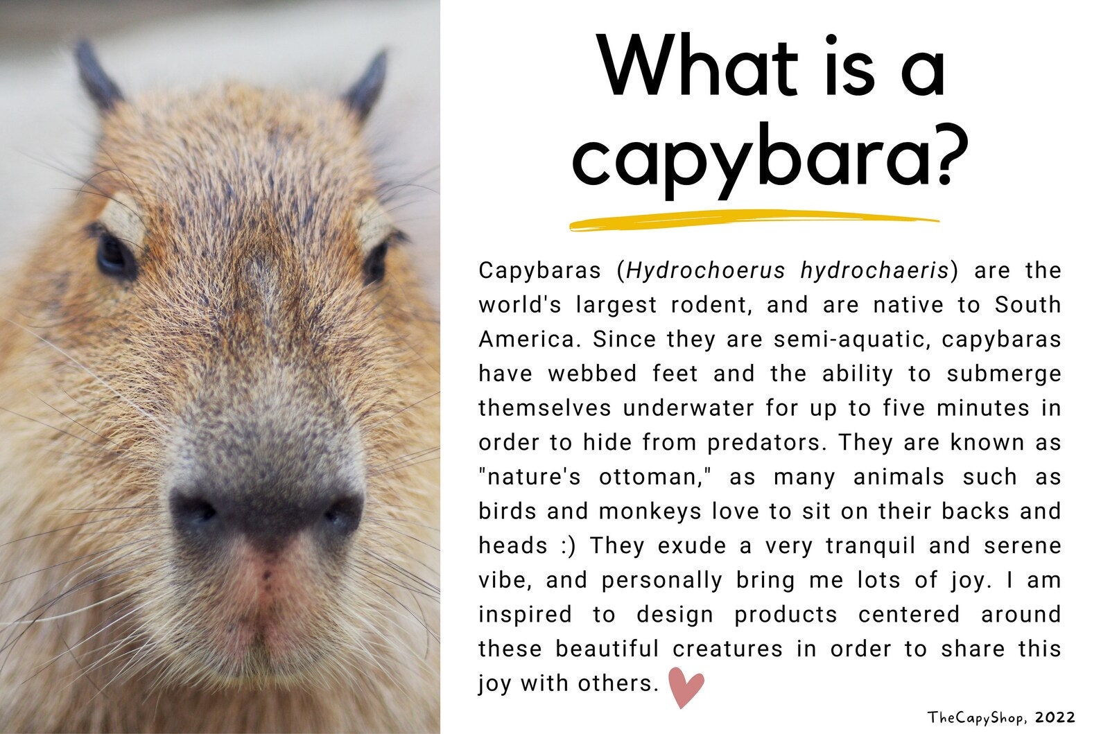Printable Capybara Facts Valentine's Day Cards Classroom Valentine's Day Cards for Kids ...
