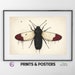 Fly Art Print Unframed Bug Poster Gnat Original Art Print Moody Insect ...