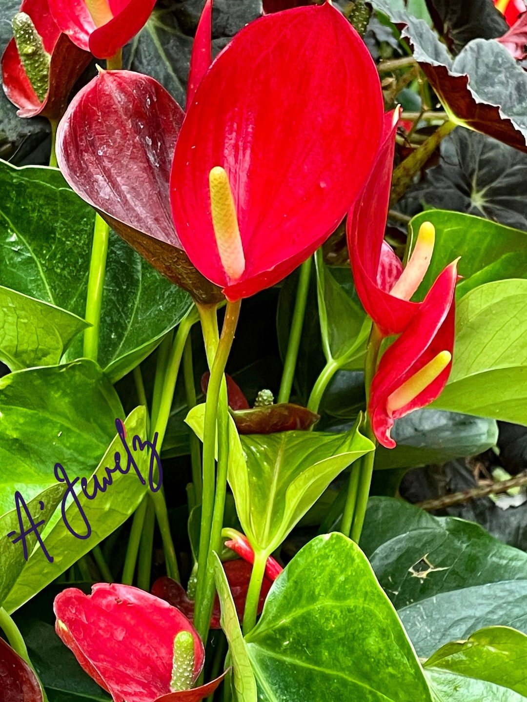 Beautiful Red Anthuriums; Digital Download; No Watermark! - Etsy