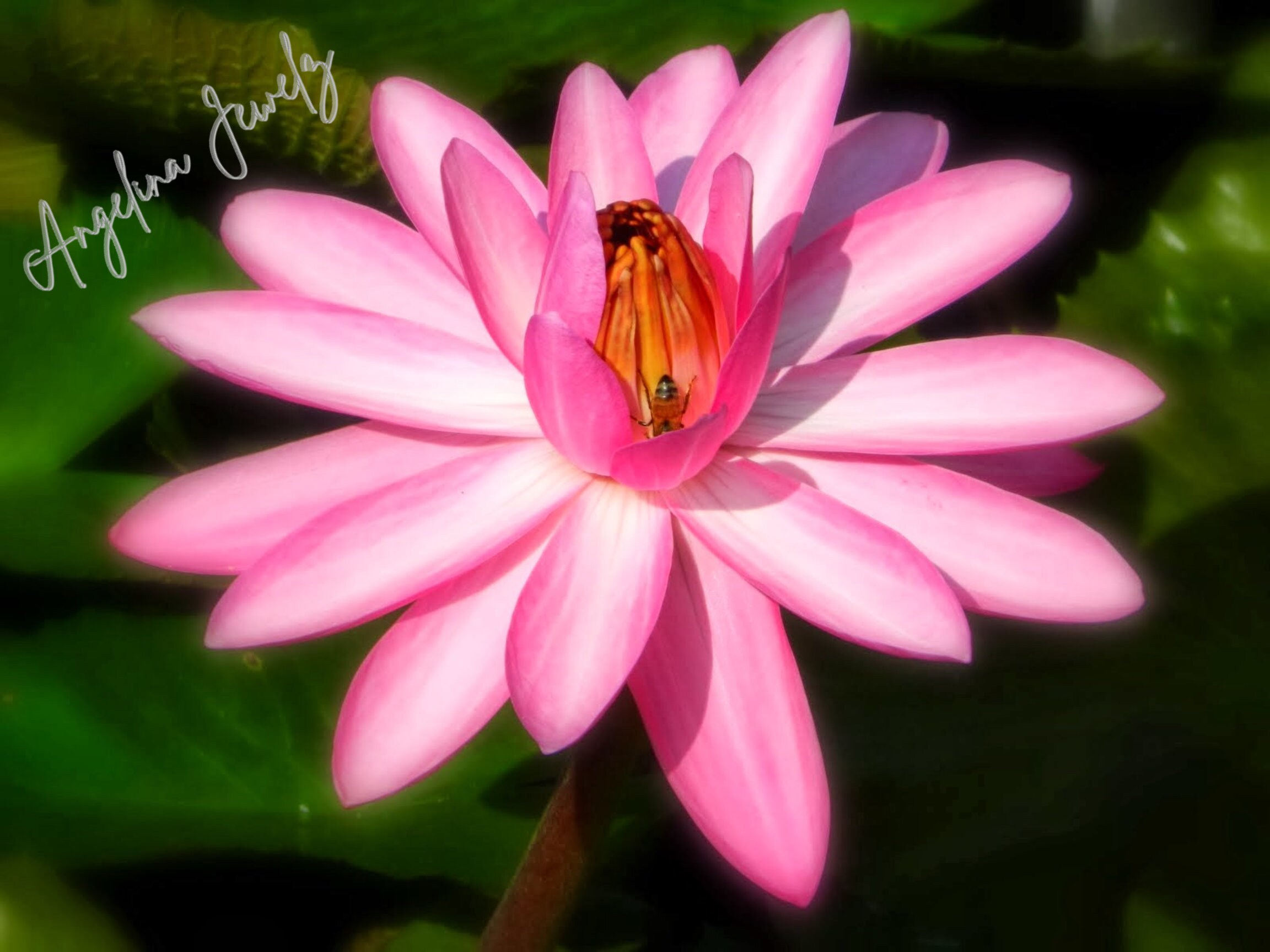 Instant Download, Pink Lotus Flower, Calming Wall Art, Home Decor, Wall ...