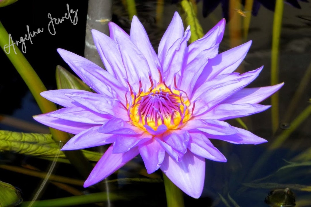 Instant Download Purple Flower, Photo of Purple Flower, Calming Wall ...