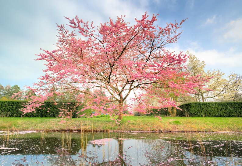 Printable Pink Cherry Blossom Tree Floral Digital Art - Etsy