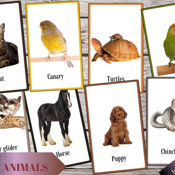 Pet and Animals Flashcards - Etsy
