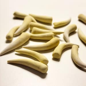 Human Tooth | Polymer Clay Human Tooth for Jewelry and Craft Making ...