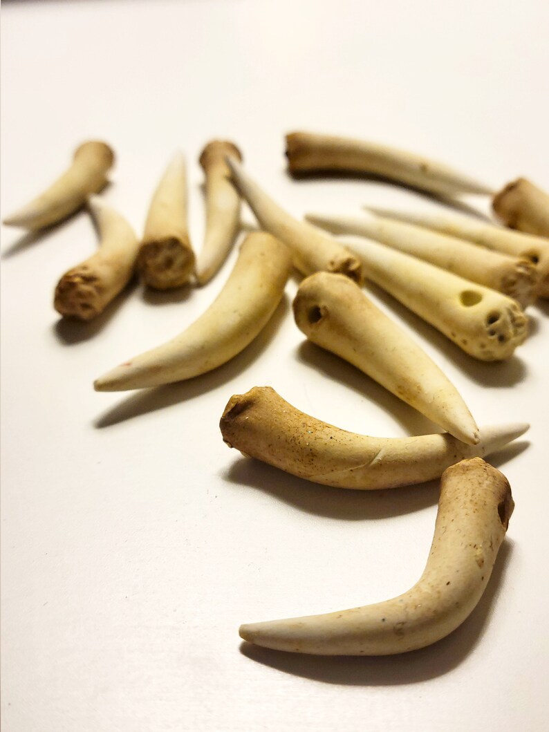 Dragon Tooth (style 2) | Polymer Clay Dragon Tooth for Jewelry and ...