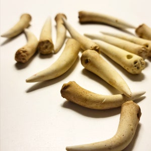 Human Tooth | Polymer Clay Human Tooth for Jewelry and Craft Making ...