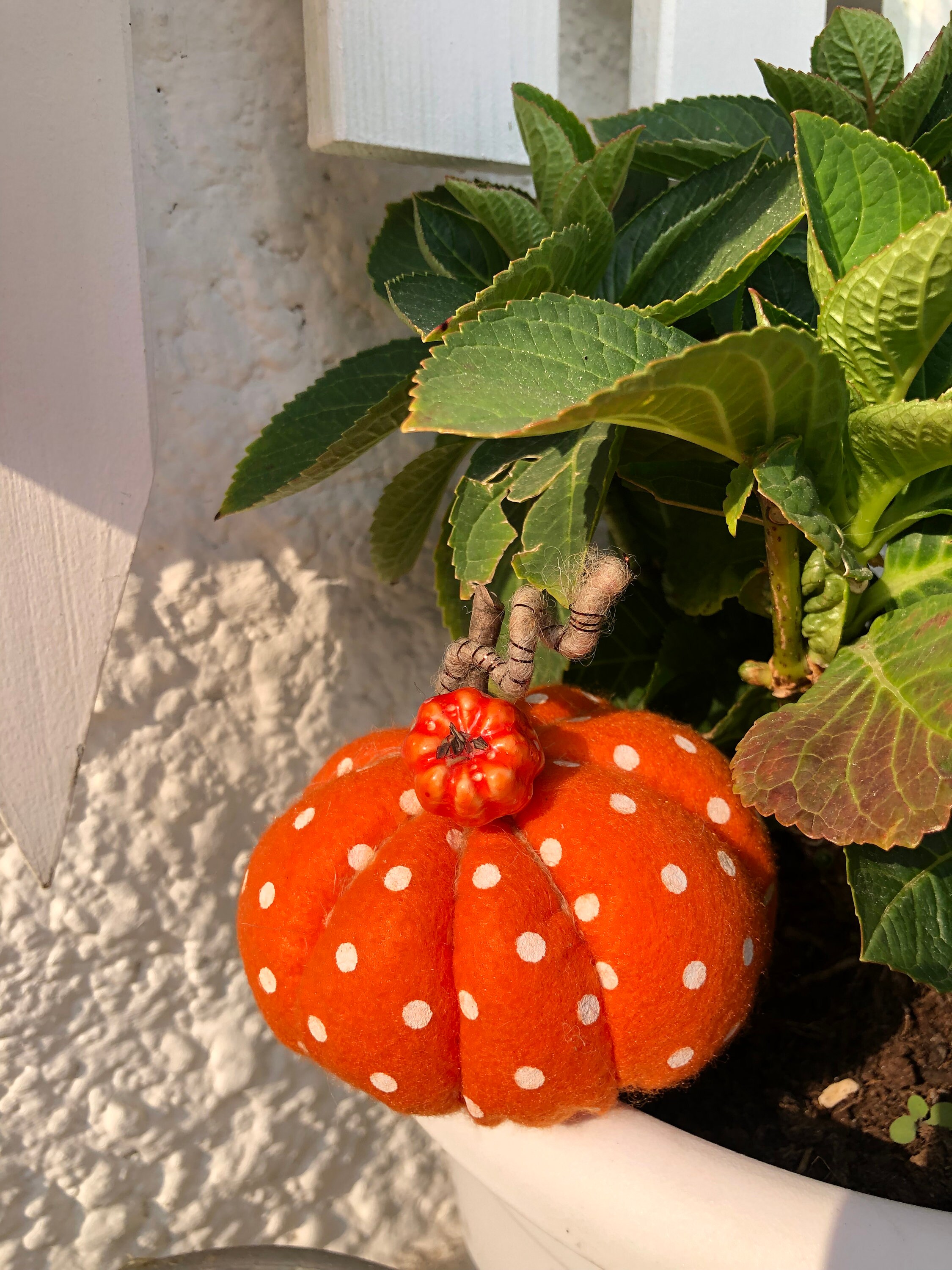 Pumpkin Autmn - Etsy
