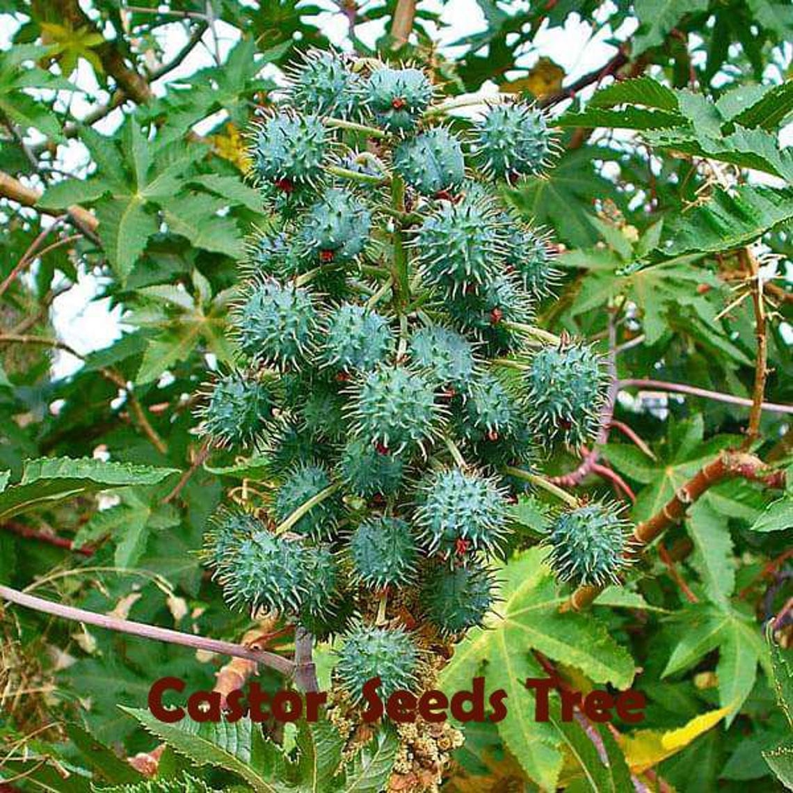 Castor Organic Seeds - Ricinus Communis | Natural Seeds, Arandi Beej - Etsy