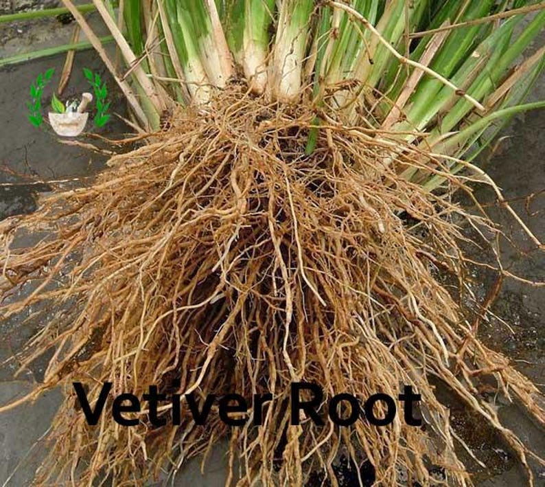Vetiver Root,indian Natural Organic Herb, Khus Khus, Dry Root, Khas Jad ...
