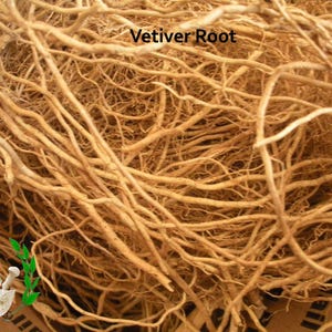 Vetiver Root,indian Natural Organic Herb, Khus Khus, Dry Root, Khas Jad ...