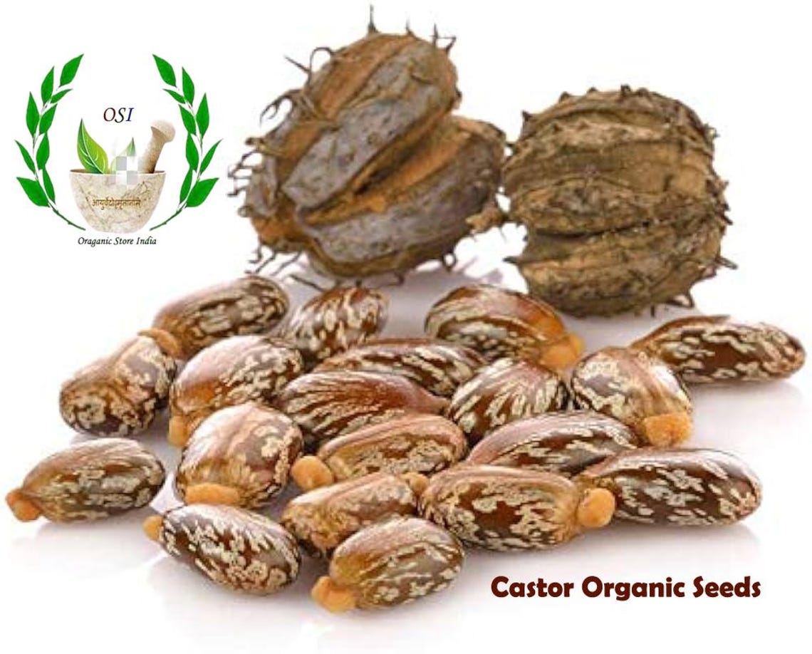 Castor Organic Seeds - Ricinus Communis | Natural Seeds, Arandi Beej - Etsy