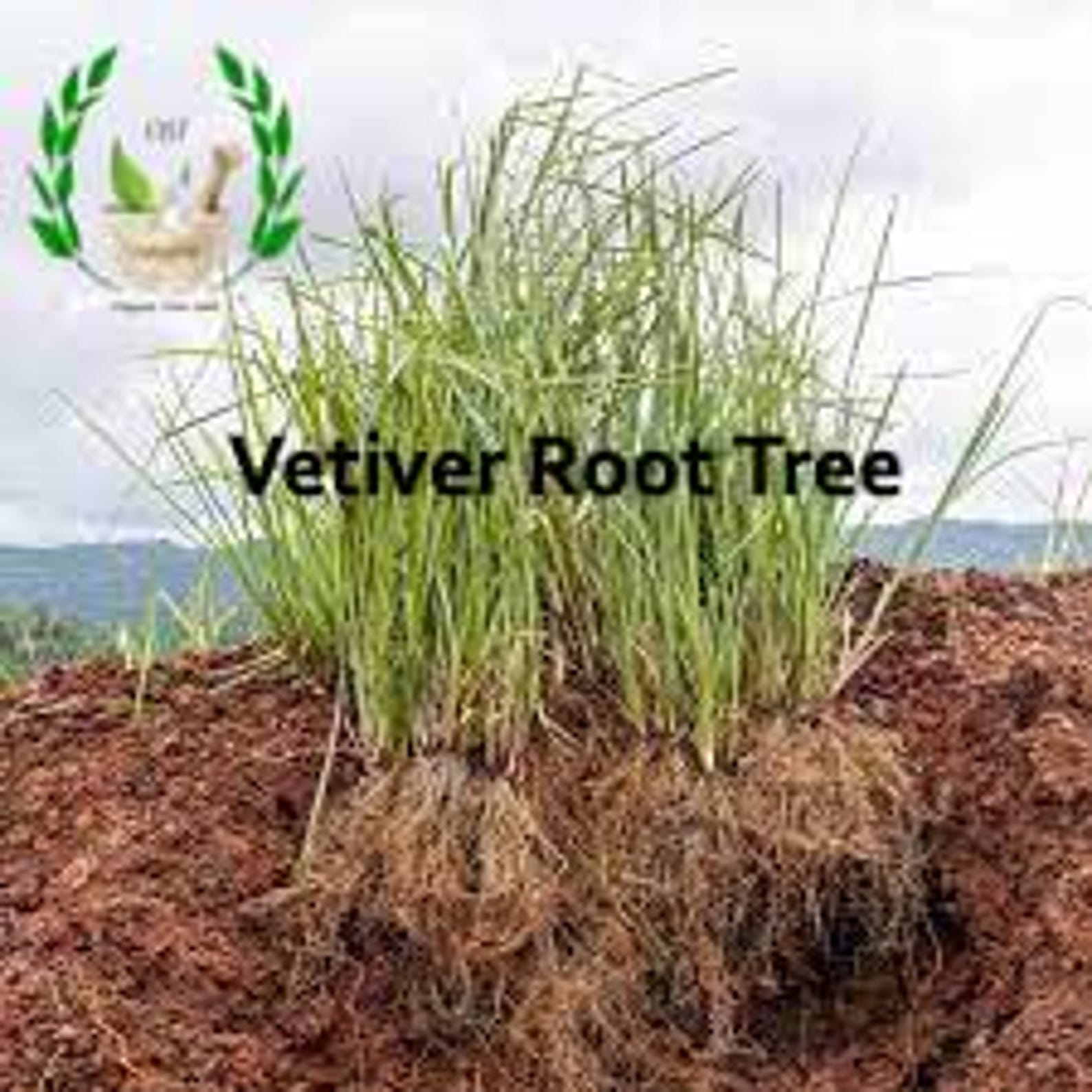 Vetiver Root,indian Natural Organic Herb, Khus Khus, Dry Root, Khas Jad ...