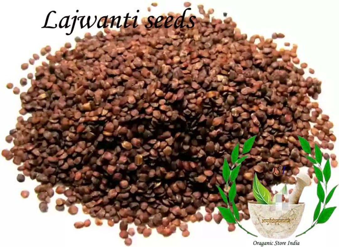 Lajwanti Seeds,mimosa Pudica,lajvanti Seeds,chui Mui Beejatura - Etsy