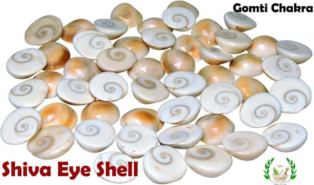 Natural Original Gomti (gomati) Chakra Directly From Indian Gomti River ...