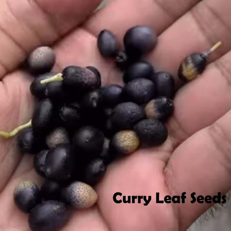 Symega Curry Paste - Etsy Canada