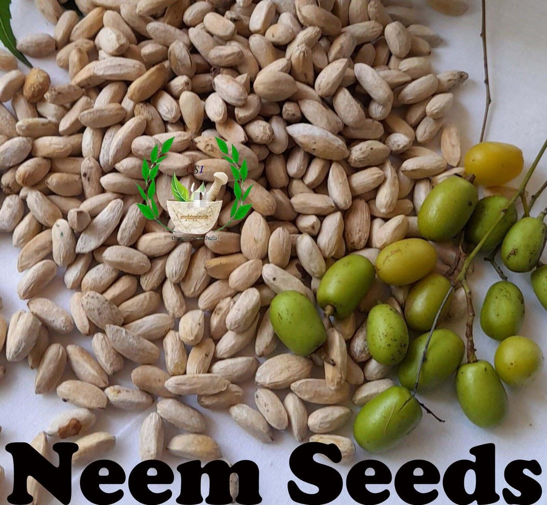 Natural' Neem Seeds, Vepa Jinlu Seeds, Azadirachta Indica Tree Seed - Etsy