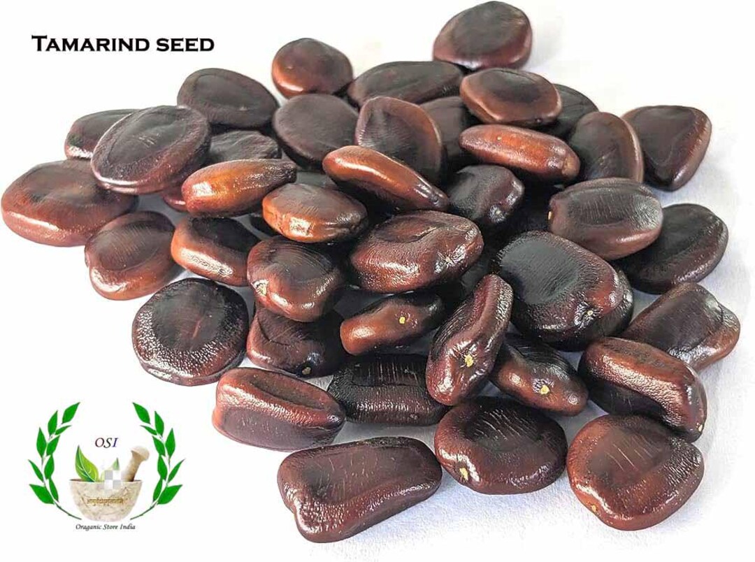 Tamarind, Tamarindus Indica, Imli ,manila Sweet Seeds Tamarind Powder ...
