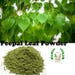 Peepal Leaf Powder Ficus Religiosa Leaves Powder Sacred Fig Leaf Powder ...