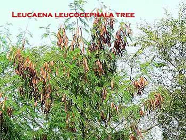 Natural Leucaena Leucocephala, Aka Miracle Tree, Koa Haole, White ...