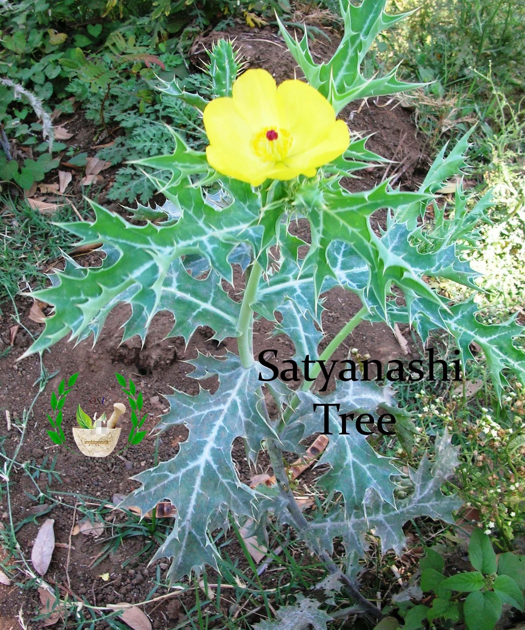 Satyanashi Seeds, Argemone Mexicana Seeds, Mexican Prickly Poppy ...
