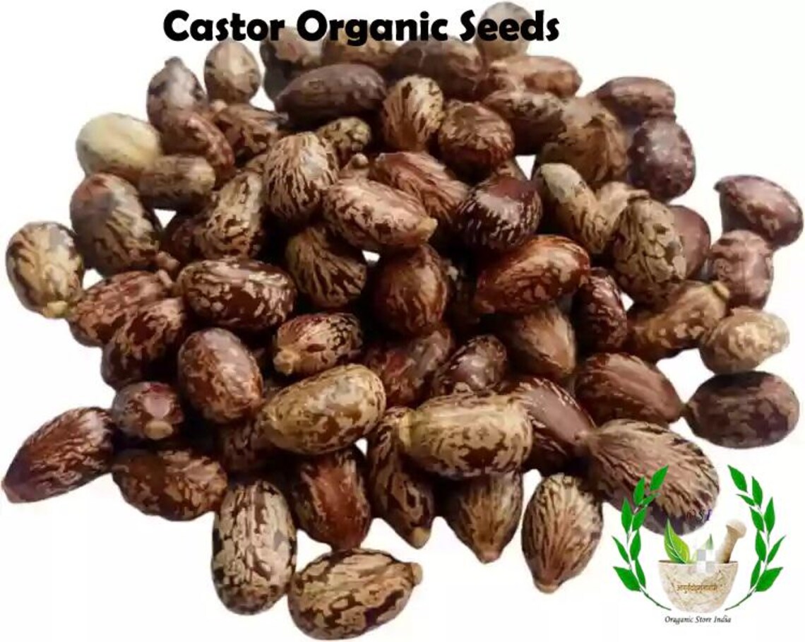 Castor Organic Seeds - Ricinus Communis | Natural Seeds, Arandi Beej - Etsy