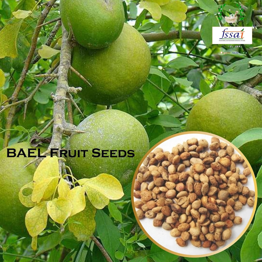 BAEL Fruit Tree Seeds - Aegle Marmelos Golden Apple Sacred Bilva ...
