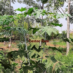 Castor Organic Seeds - Ricinus Communis | Natural Seeds, Arandi Beej - Etsy