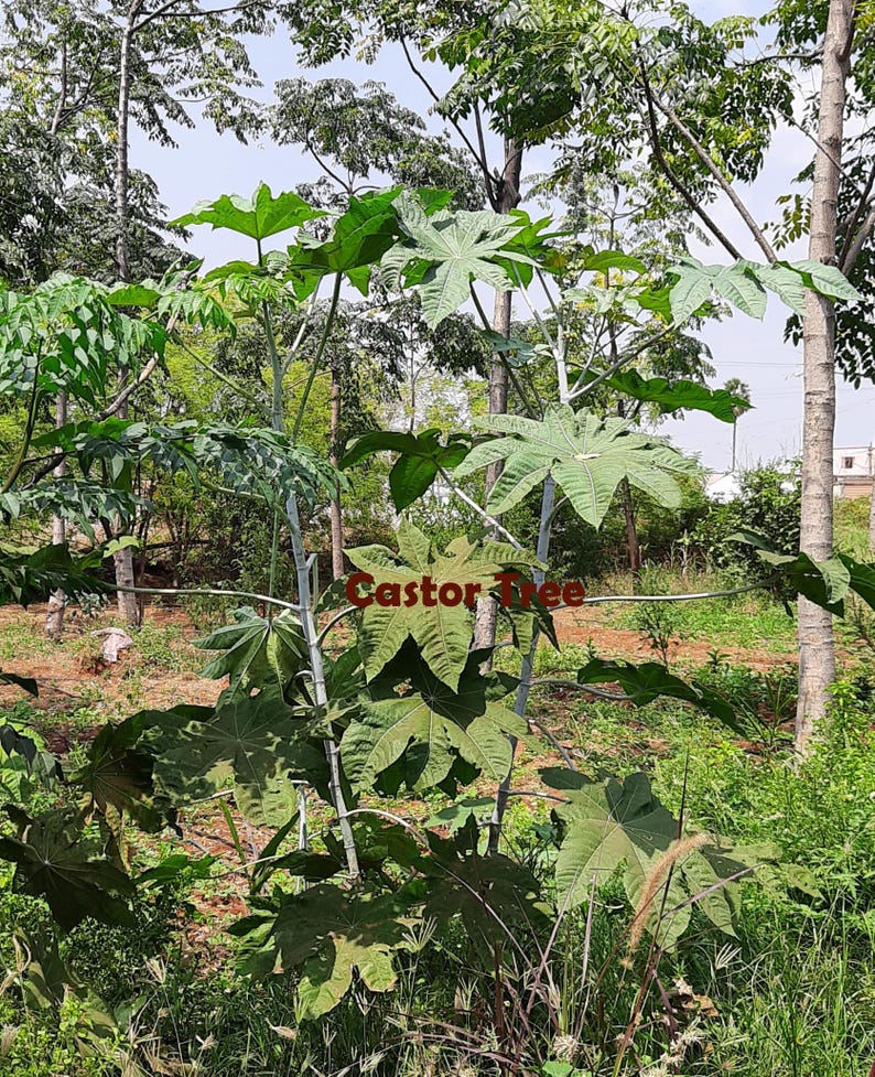 Castor Organic Seeds - Ricinus Communis | Natural Seeds, Arandi Beej - Etsy