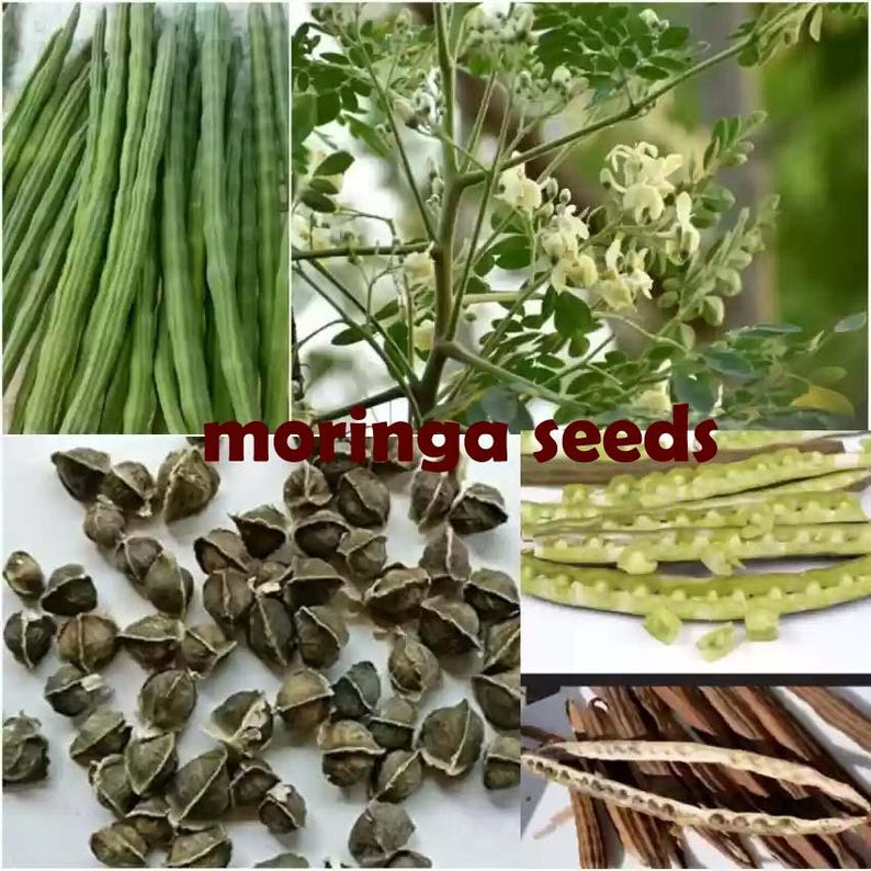 Drumstick Tree/senjana/moringa Oleifera Moringa Seeds - Etsy