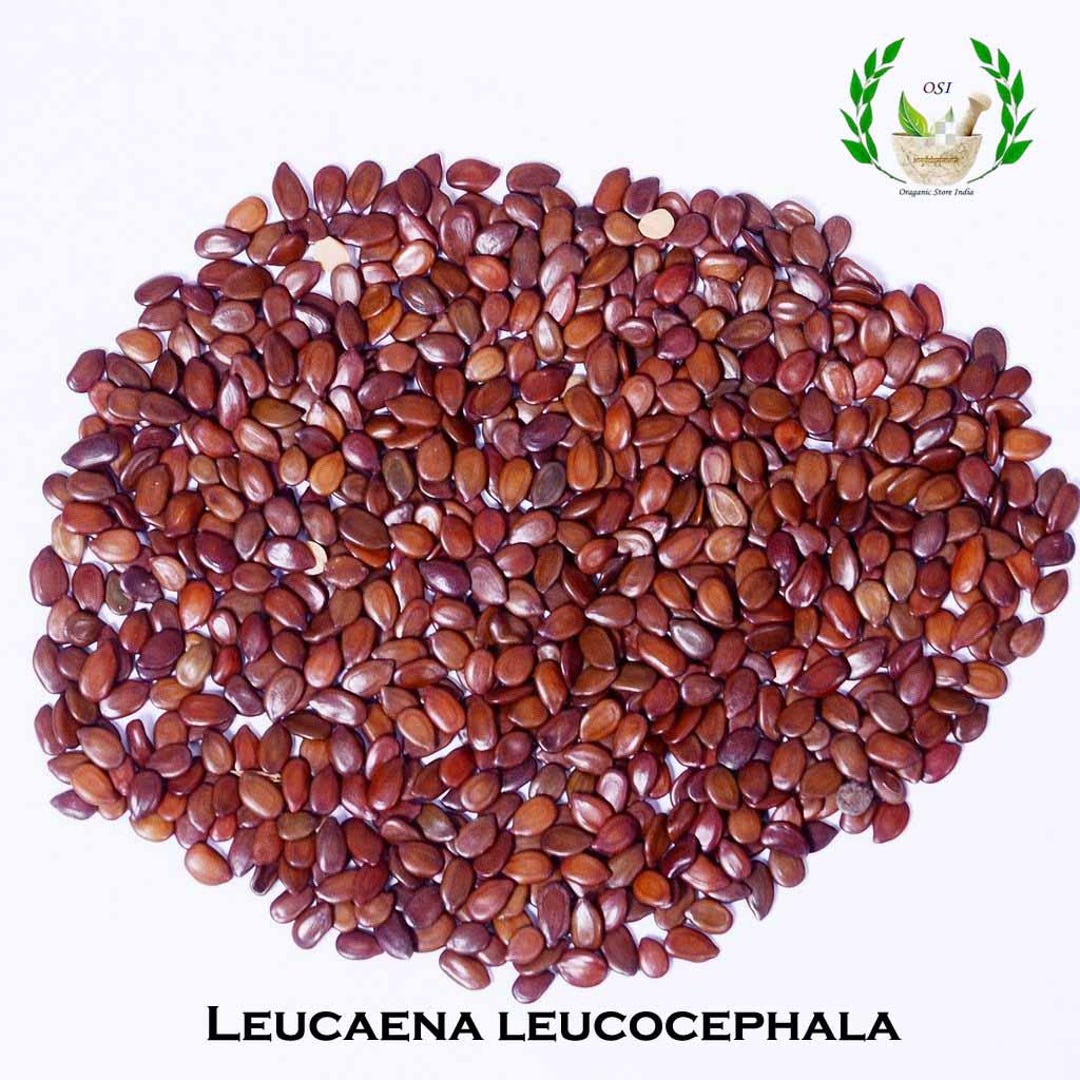 Natural Leucaena Leucocephala, Aka Miracle Tree, Koa Haole, White ...