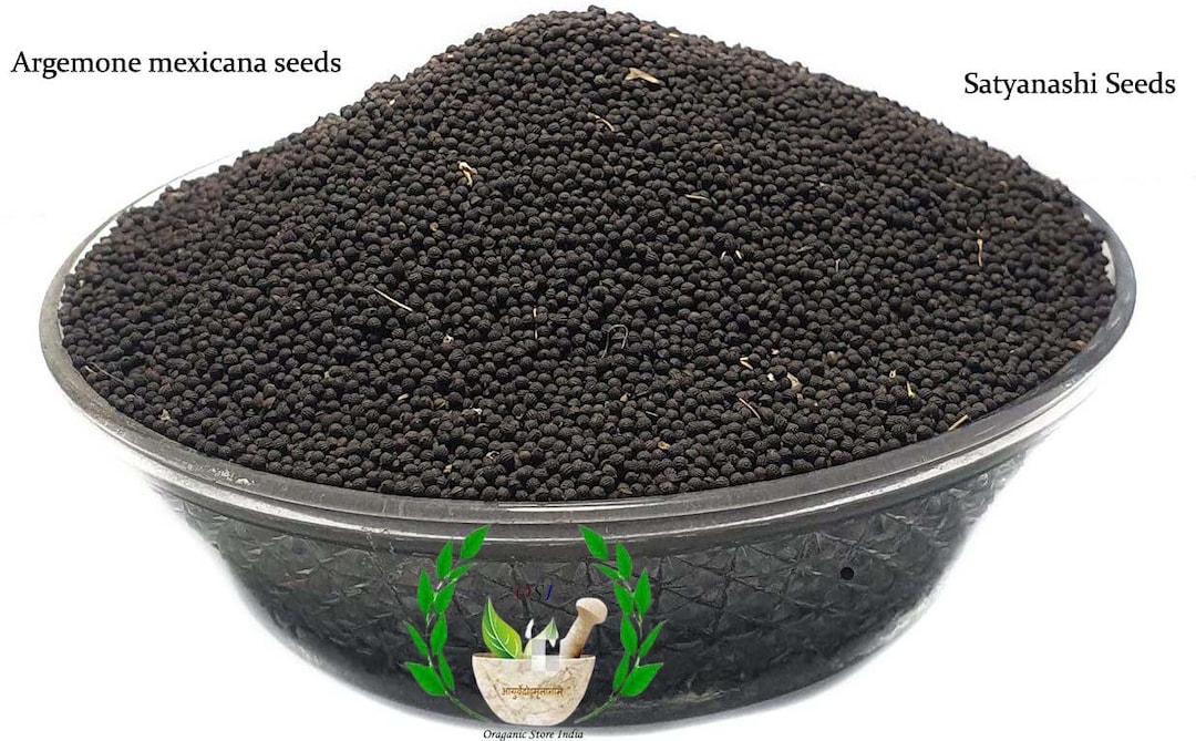 Satyanashi Seeds, Argemone Mexicana Seeds, Mexican Prickly Poppy ...