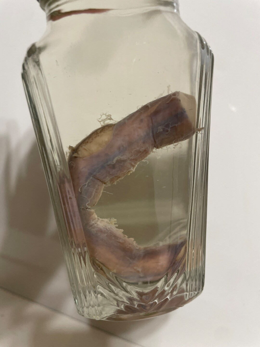 Wet Specimen Calf Spinal Cord - Etsy