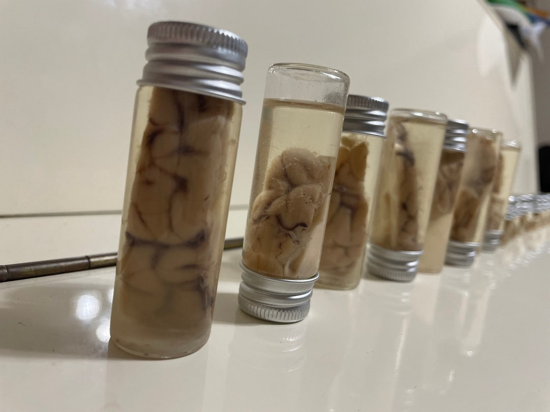 Wet Specimen Sheep Brain - Etsy