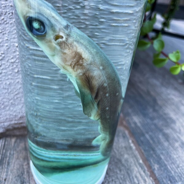 Shark Wet Specimen - Etsy
