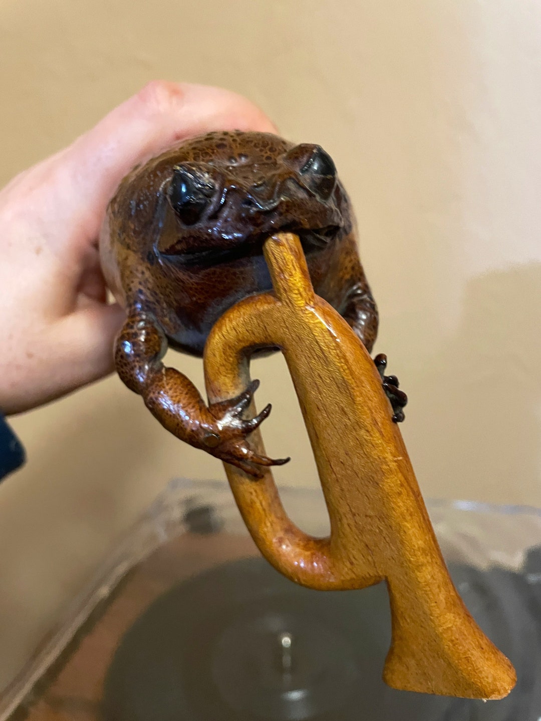 Taxidermy Toad TODD - Etsy