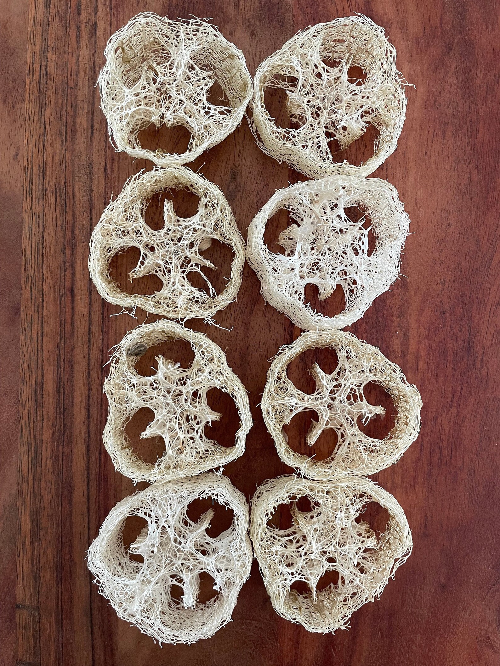 Lot of 8 Luffa (loofah) Slices for Soapmaking, Eco Friendly, Natural ...
