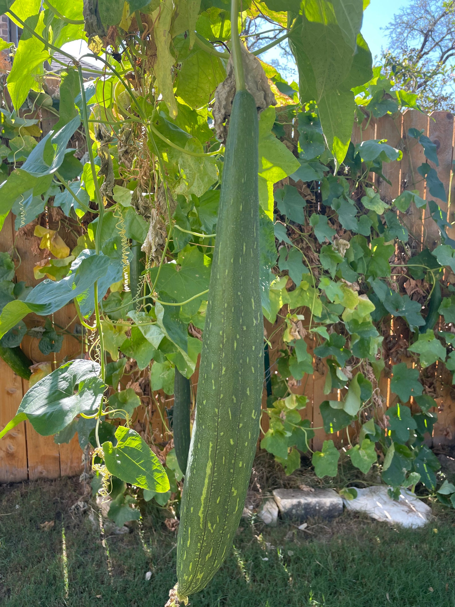 Lot of 8 Luffa (loofah) Slices for Soapmaking, Eco Friendly, Natural ...