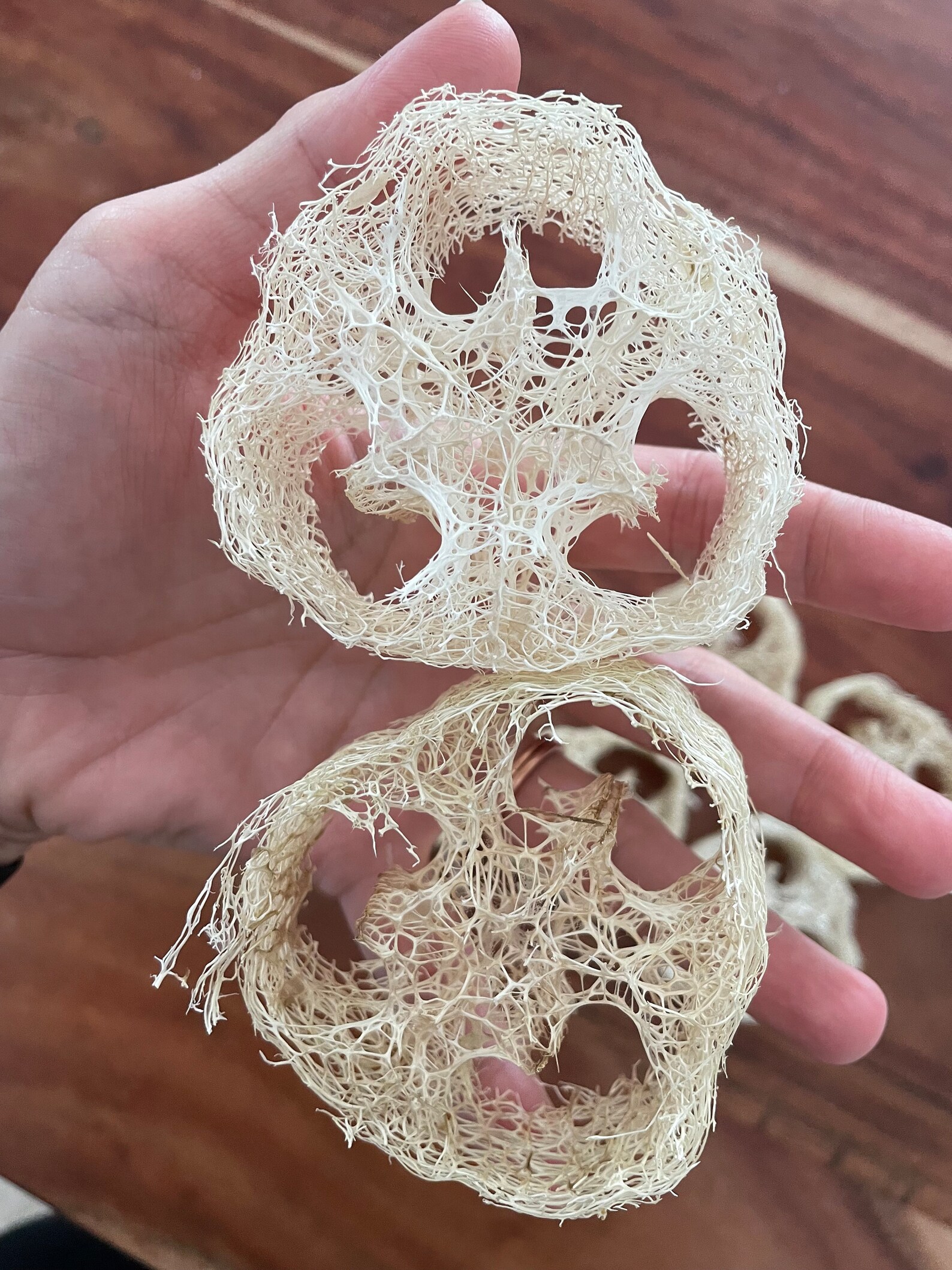 Lot of 8 Luffa (loofah) Slices for Soapmaking, Eco Friendly, Natural ...