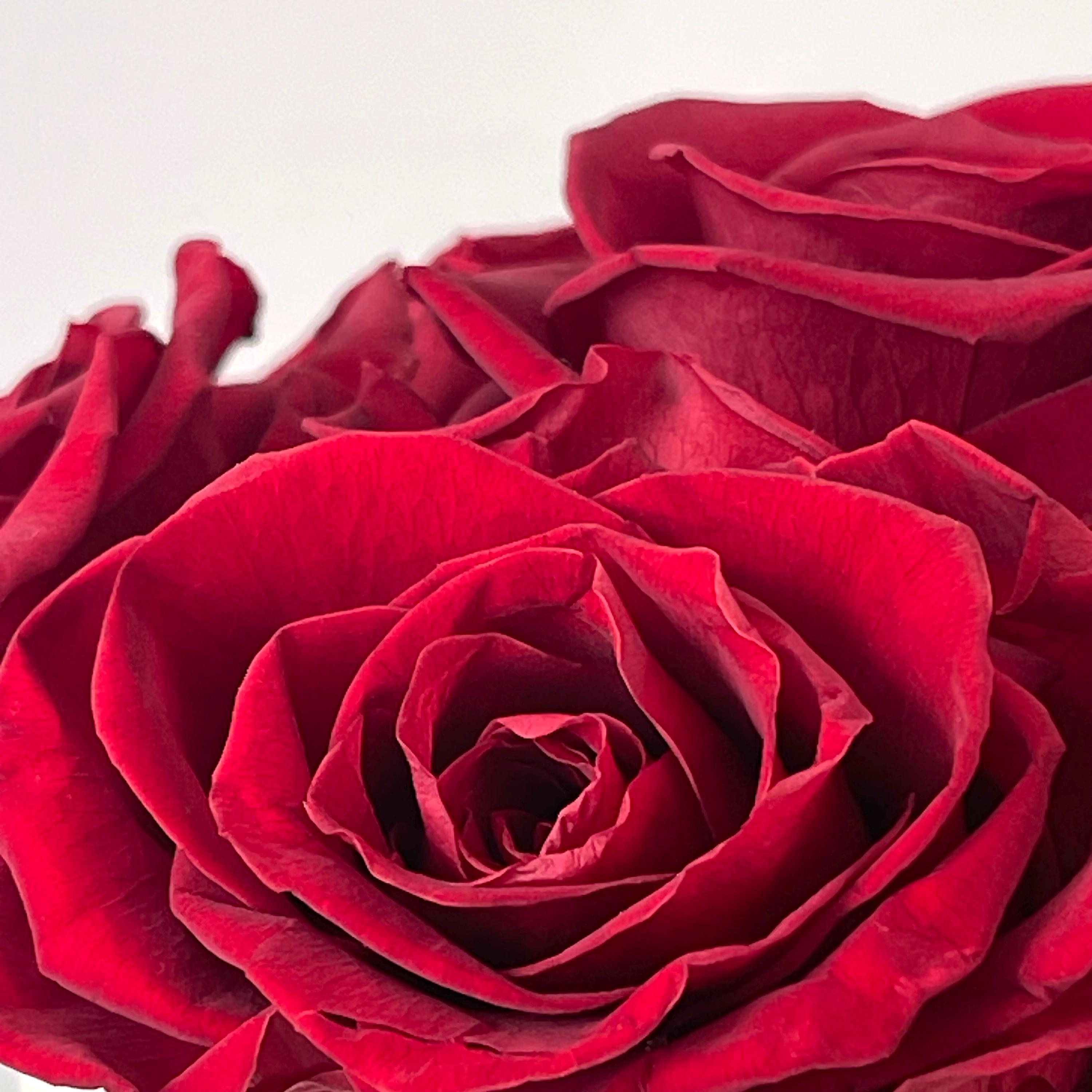 6 Red Preserved Roses Personalized Message Black Round Gift Box ...