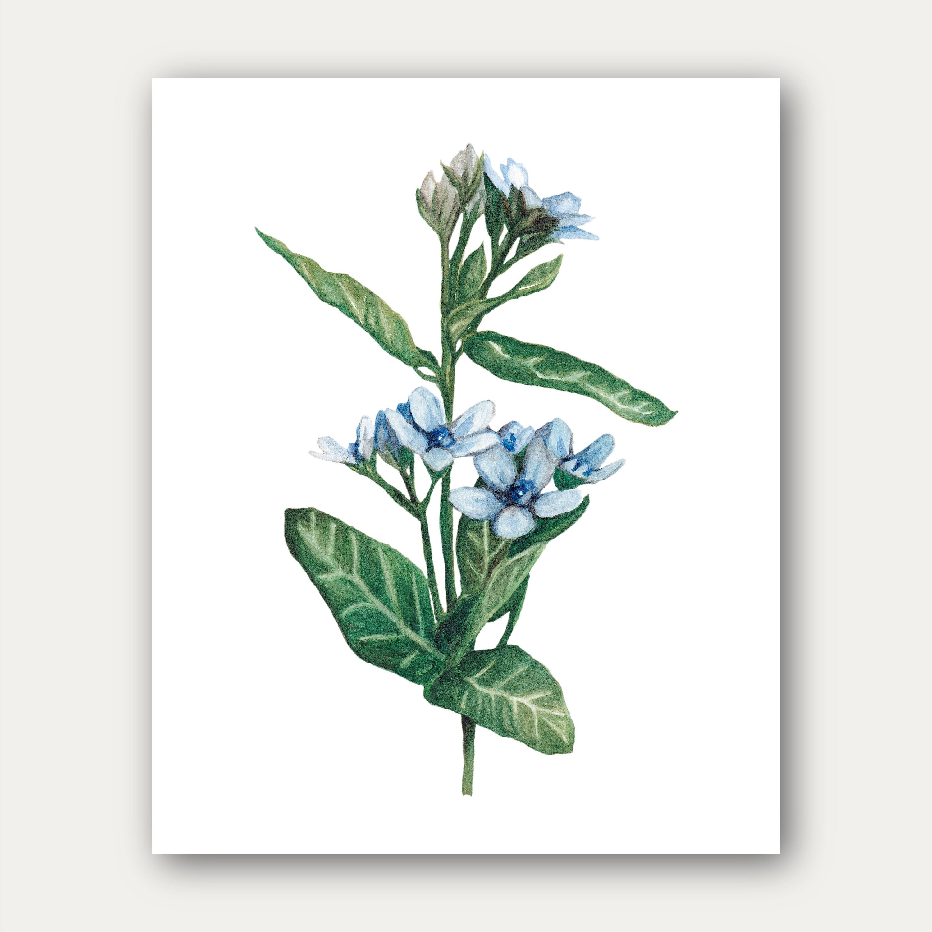 Blue Tweedia Watercolor Print | Floral Art Print | Flower Painting ...